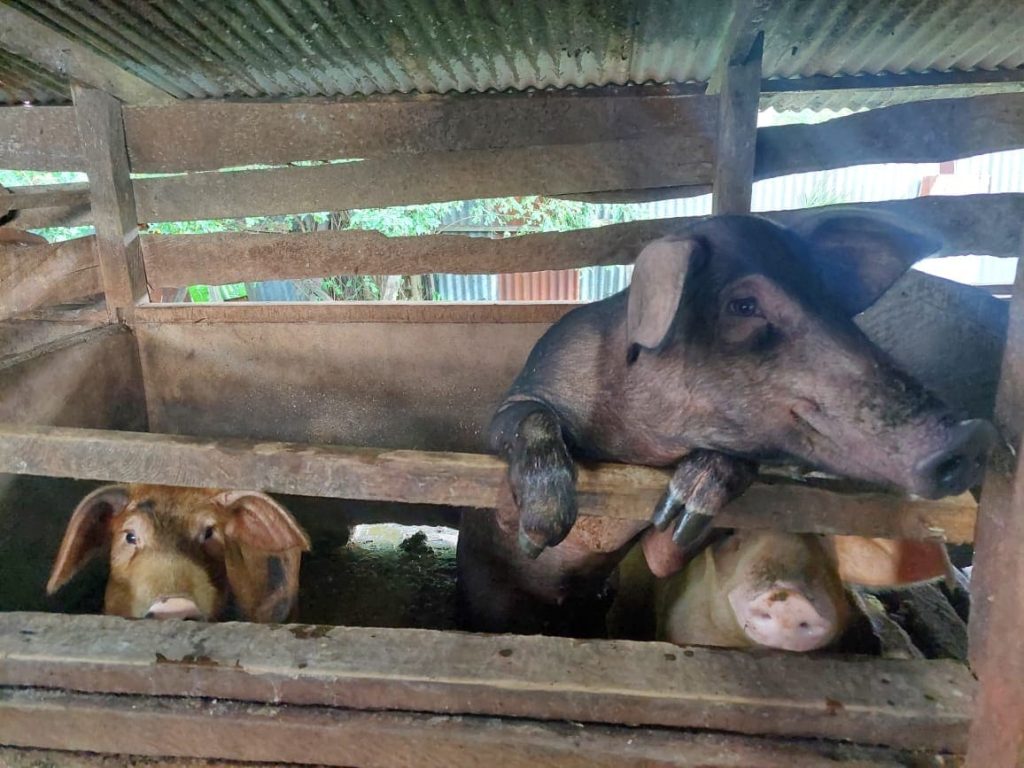 Karantina Papua Selatan Peringatkan Masyarakat Penyakit Berbahaya Pada Babi