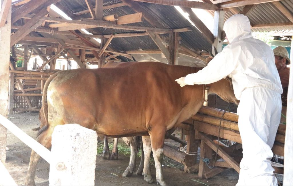 Infeksi Rotavirus Penyebab Diare pada Sapi Bisa Menular ke Manusia