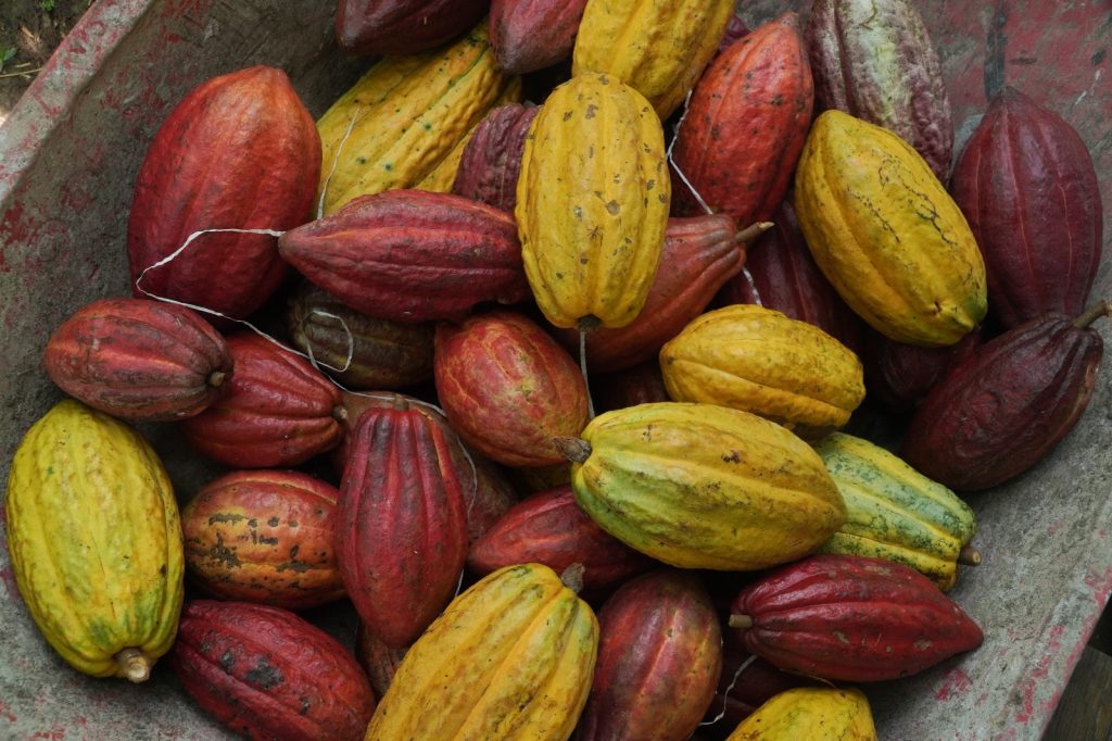 Barantin Sebut Impor Kakao RI dari Venezuela Cuma 680 Ton